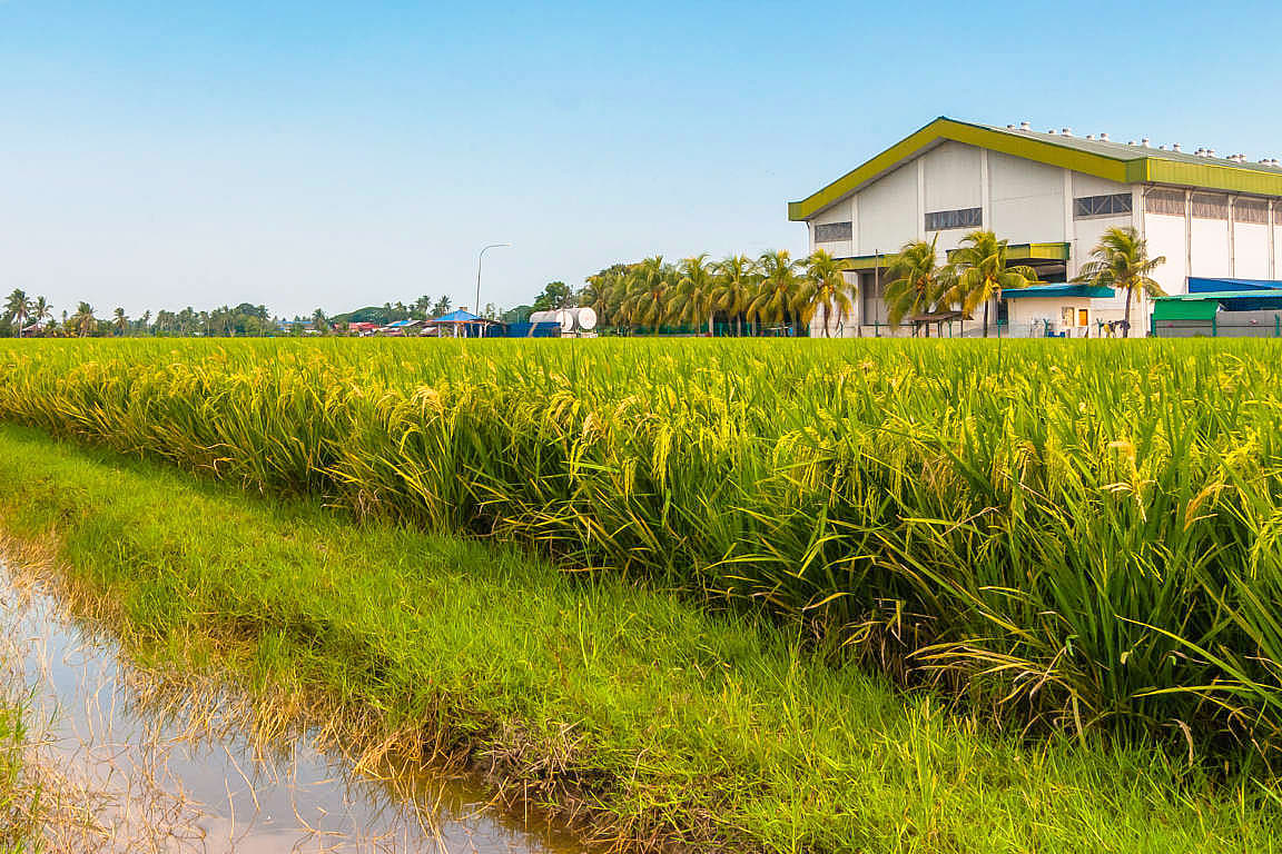 Sekinchan Rice Paddy Fields and Fishing Village Countryside Tour from ...