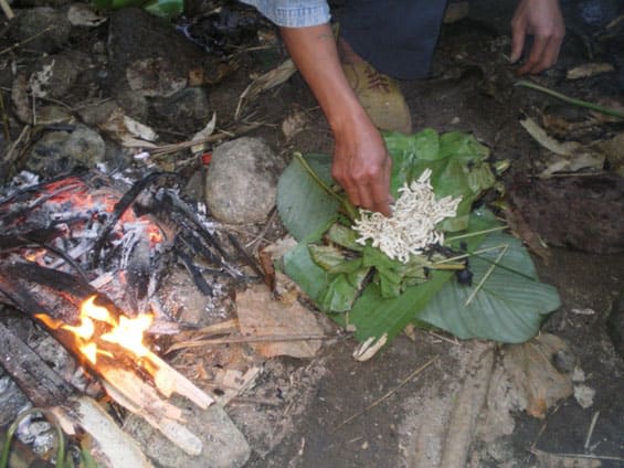 Jungle Trekking Tour at Mae Tang Harga Tiket Promo Up to 7%