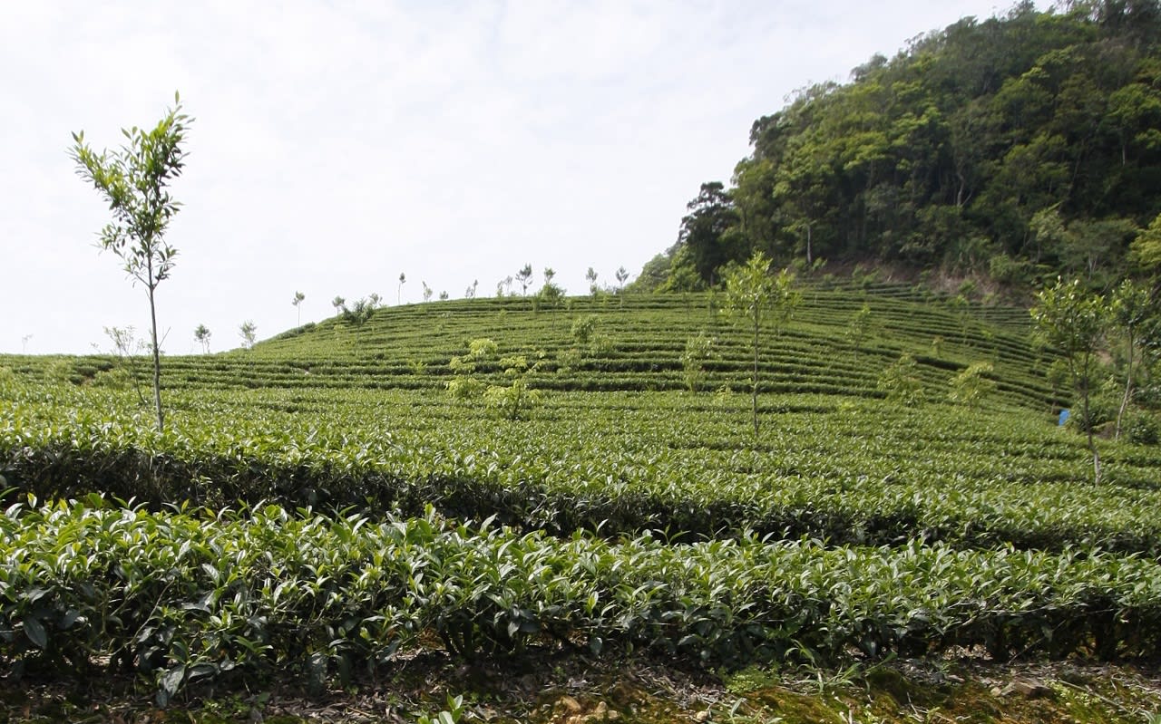 Thousand Island Lake and Pinglin Tea Plantation Tour Diskon 50% Paket Tur