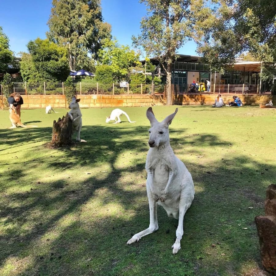 Caversham Wildlife Park Cashback 10% Harga Tiket Masuk 2024