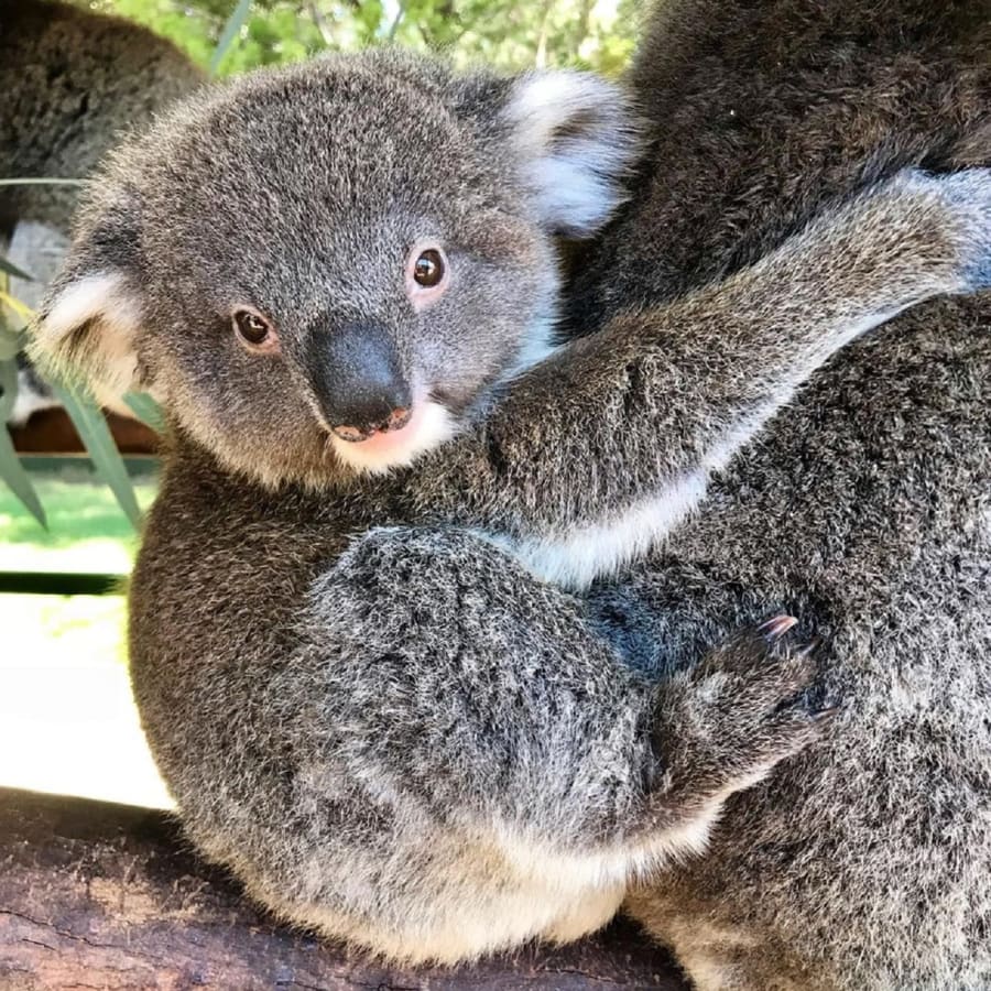 Caversham Wildlife Park Cashback 10% Harga Tiket Masuk 2024