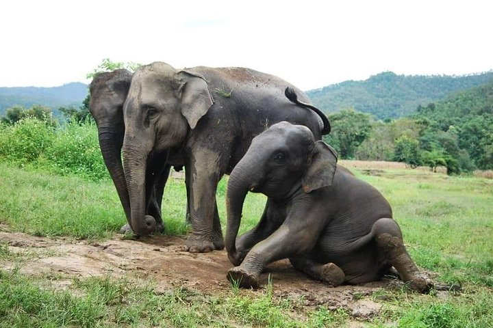 One day Elephant Experience In Chiang Mai, By Chiang Mai Elephant Home ...