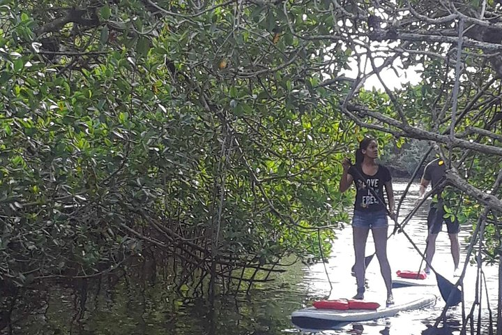 Naples Fl, Paddleboard Mangrove Forest Tour Harga Promo Terbaru 2023
