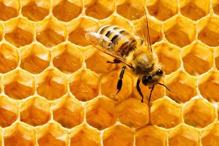 Big Bee farm Pattaya ( Entry & Return Transfers) Diskon 50% Harga Tiket ...