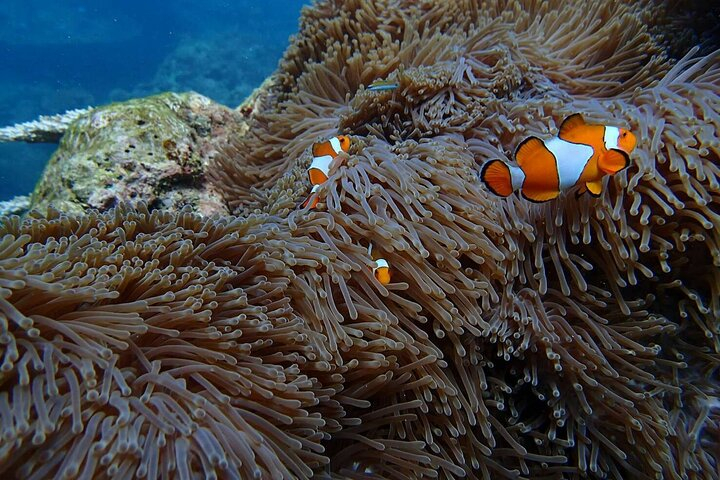 Maya Bay, Monkey Bay and Phi Phi Island Snorkeling Tour from Koh Lanta Harga Promo Terbaru