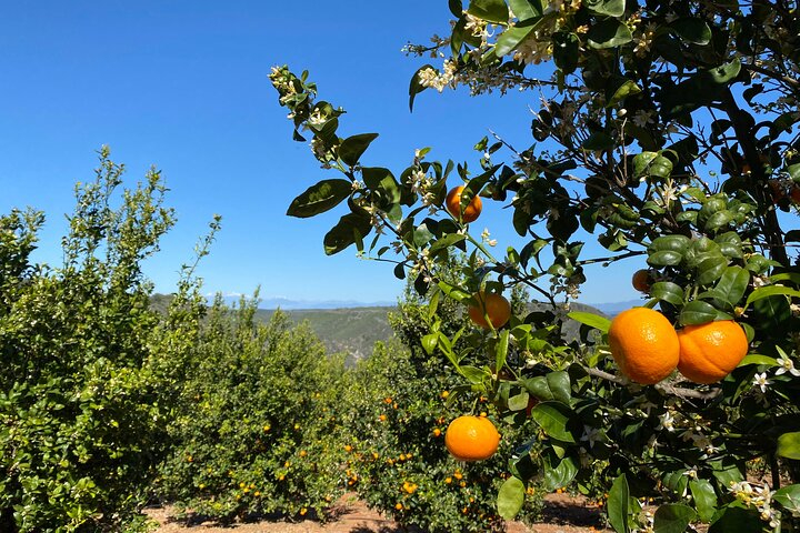 Tiket U-Pick - Tangerine and Lemon Picking at Sunmist Tangerine Farm ...