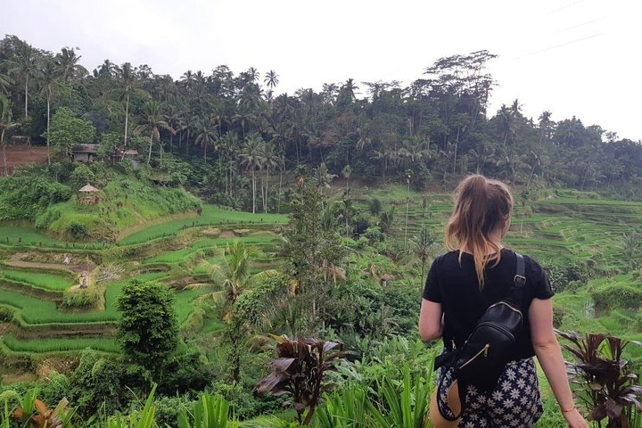 Bali All Inclusive Tour, Ubud Rice Terrace, Temple and Volcano Harga ...
