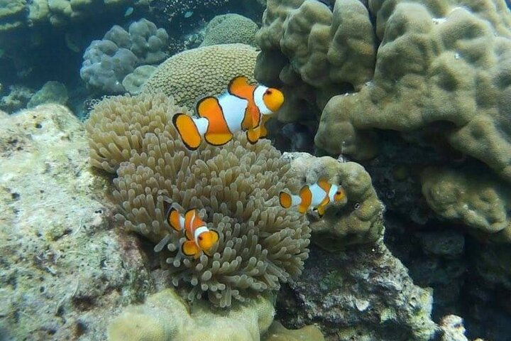 Maya Bay, Monkey Bay and Phi Phi Island Snorkeling Tour from Koh Lanta ...