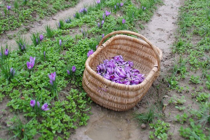 discover the culture of saffron, taste saffron and red fruit jams ...