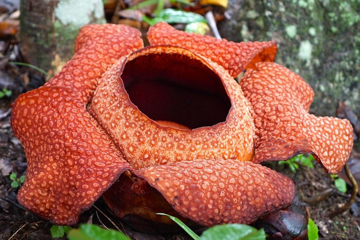 Tambunan Rafflesia Rainforest Reserve Tour from Kota Kinabalu Harga ...