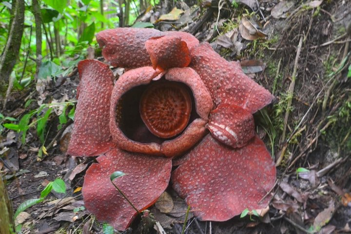 Tambunan Rafflesia Rainforest Reserve Tour from Kota Kinabalu Harga ...