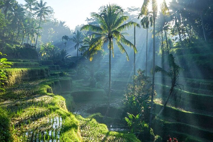 Best of Ubud: Rice Terrace, Temple and Waterfall Private Tour 50% Off ...