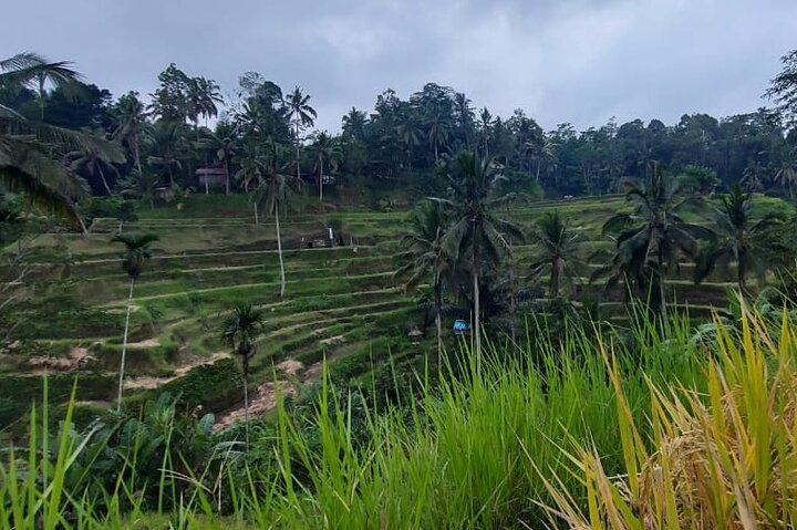 Trekking and Tegallalang Rice Terace Field Including Cascade Waterfall ...
