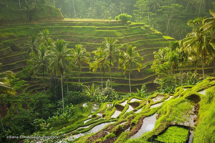 Ubud Shared Tour: 2 Waterfalls - Tegalalang Rice Terraces - Holy Water ...