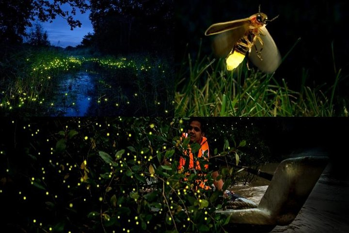 Kuala Selangor Firefly Tour Diskon 50% Harga Tiket Masuk