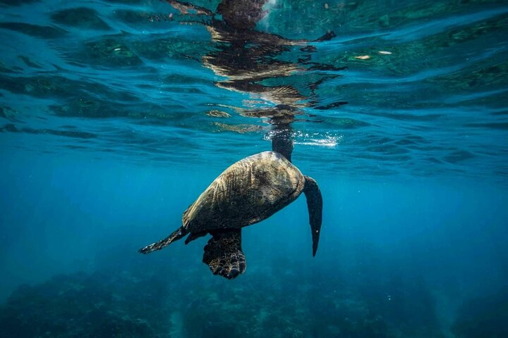 Waikiki Sunset Turtle Snorkeling Cruise BYOB Promo 2024 Up to 7%