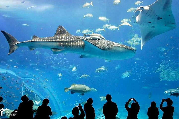 Istanbul Aquarium & Aqua Florya Shopping Mall Tour Cashback 10% Harga ...