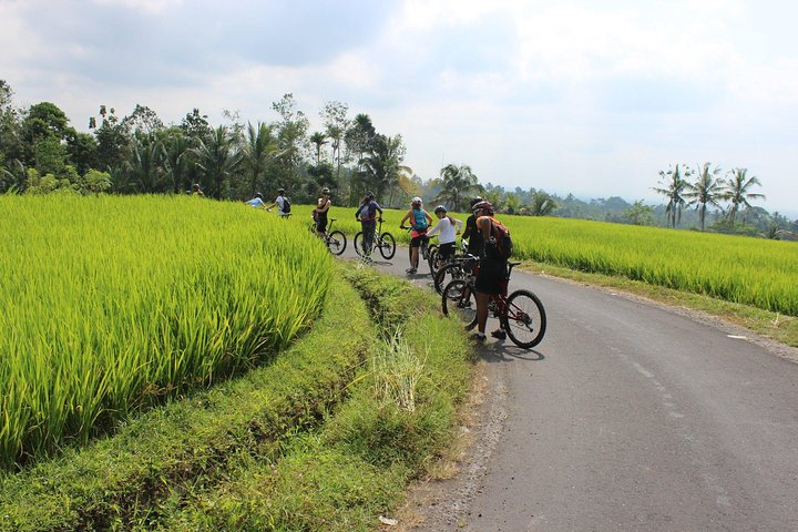 Rice Paddy Cycling Tour Harga Promo Terbaru 2023