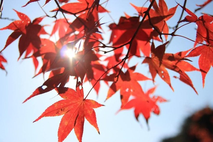 The Beauty of the Korea Fall foliage Discover 9days 8nights Harga Promo ...
