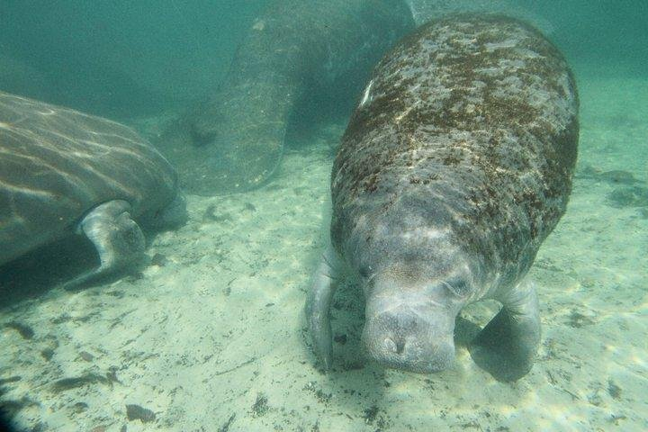 Manatee Snorkeling Tour in the Beautiful Crystal River Promo Up to 7%