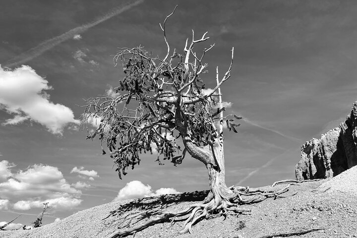 Peek-A-Boo Loop: Private Bryce Canyon National Park Full-Day Harga ...