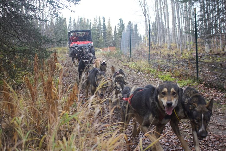 FALL Dog Mushing Harga Promo Terbaru 2023