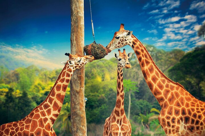Croc Express to Australia Zoo from Gold Coast Harga Tiket Promo Up to 7%