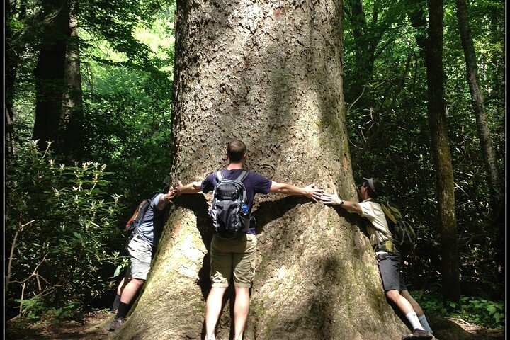 Old Growth Forest Cascade Harga Tiket Promo Up to 7%