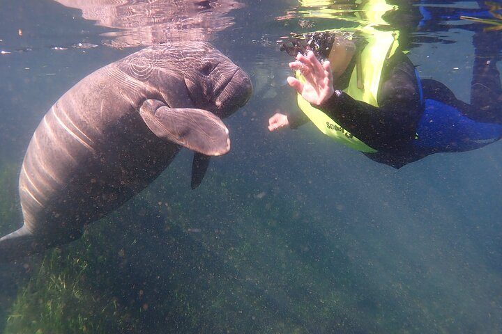 Manatees and Rainbow River by SCUBA or Snorkel Harga Promo Terbaru 2023