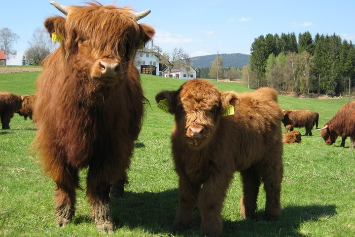 Tour 5 - Secret Loch Ness, Inverness, Castles, Waterfalls ...