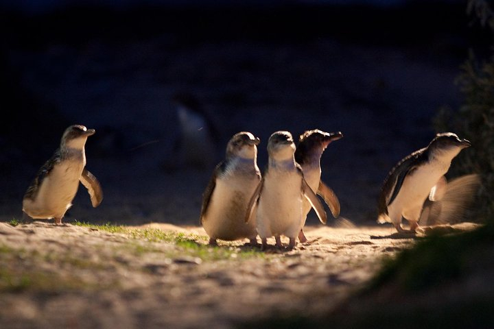 Small-Group Phillip Island Penguin Parade Day Tour from Melbourne ...