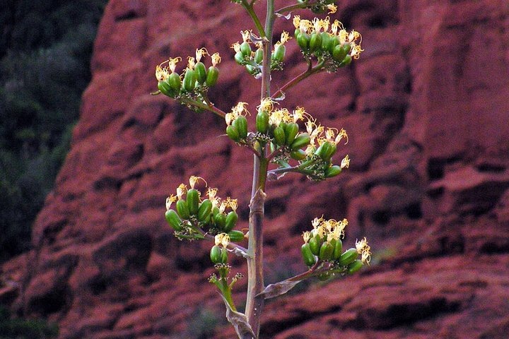 Grand Canyon South Rim Day Trip from Flagstaff Diskon 50% Harga Tiket Masuk