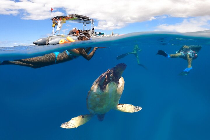 2.5 Hour Eco-Raft Maui Snorkel with Turtles Tour from Lahaina Harbor ...