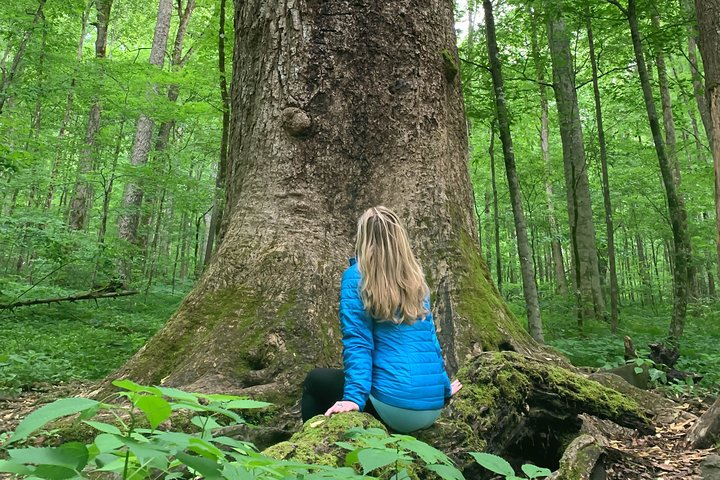 Forest Bathing & Nature Therapy Walk Harga Tiket Promo Up to 7%