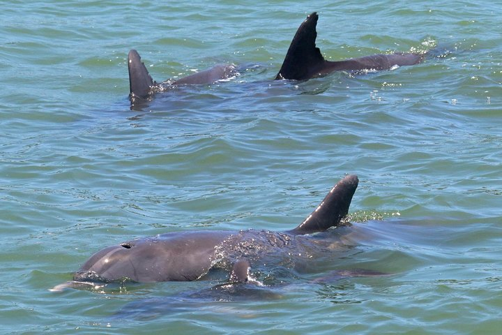Private Dolphin Tour & Visit Shell Key Preserve- Snorkel, Shell and ...