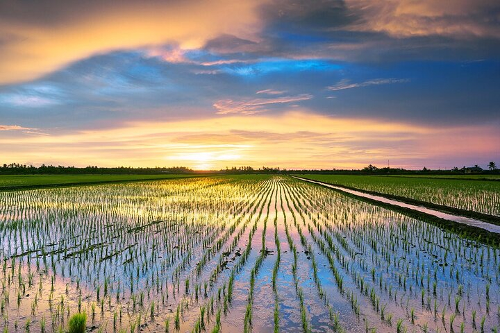Sekinchan Paddy Field, Fishing Village & Redang Beach Tour from Kuala ...