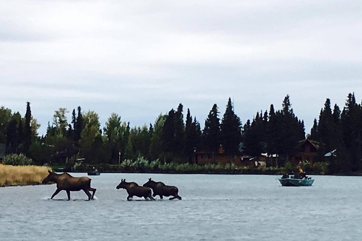 Middle Kenai River Full-Day Fishing Trip Harga Tiket Promo Up to 7%