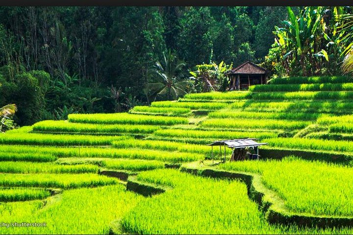 Ubud Temples, Waterfalls, Rice Terraces & Balinese Culture Harga Promo ...