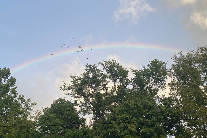 Meet, Greet and Fly trained Birds-of-Prey - Falconry in Tennessee ...