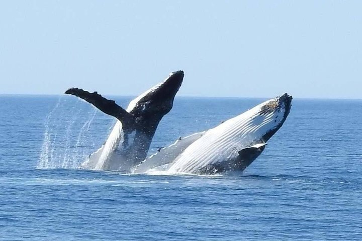 Busselton Whale Watching Eco Tours Harga Promo Terbaru 2023