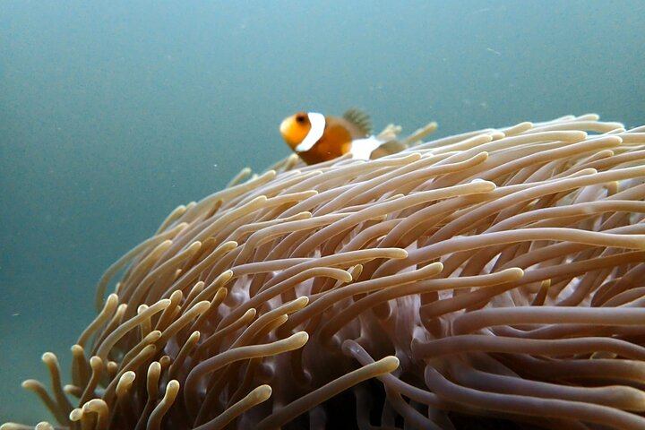 PADI Discover Scuba Diving Phuket Harga Promo Terbaru 2023