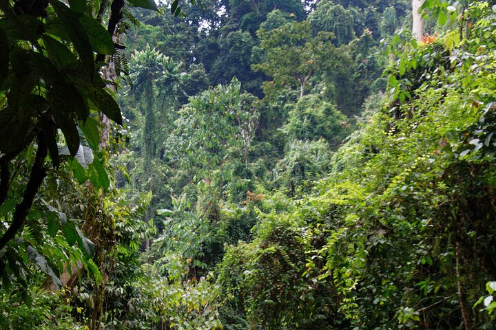 7 Days 6 Nights North Sumatra Tour (Bukit Lawang-Berastagi-Lake Toba) Harga Promo Terbaru