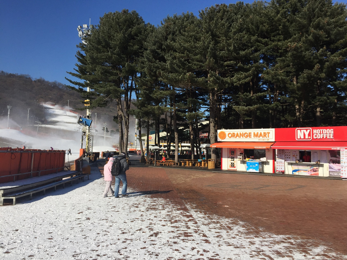 Jisan Forest Ski Resort Day Trip from Seoul Harga Promo Terbaru 2023