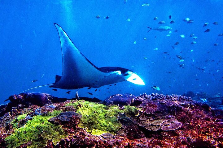 Snorkeling in Wall Point, Gamat Bay and Manta Bay: Nusa Penida Island ...