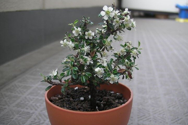 Bonsai and Washi Museum visit in Tokyo Diskon 50% Paket Tur