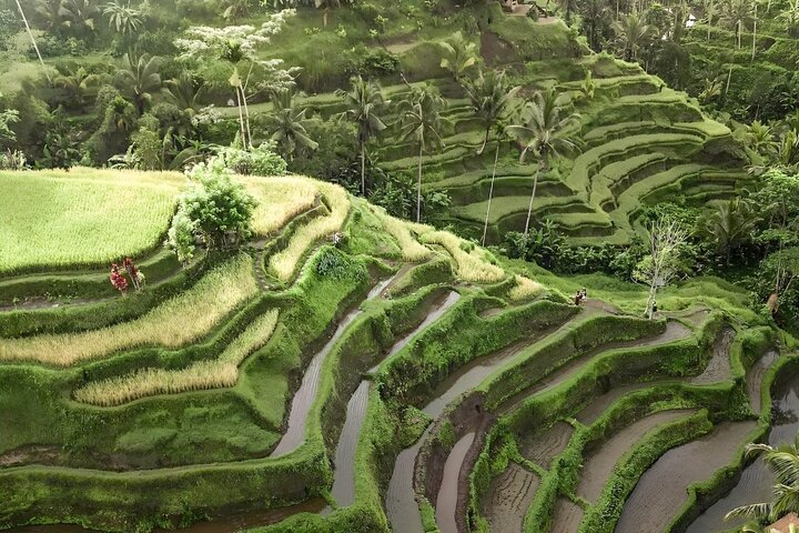 Ubud Tour With Sacred Monkey Forest Sanctuary - Waterfall - Rice ...