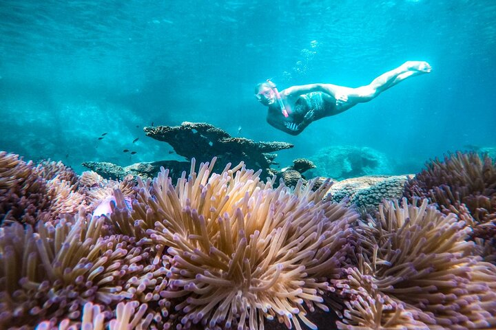 Afternoon trip snorkeling - around Koh Tao by Oxygen Tours Koh Tao ...