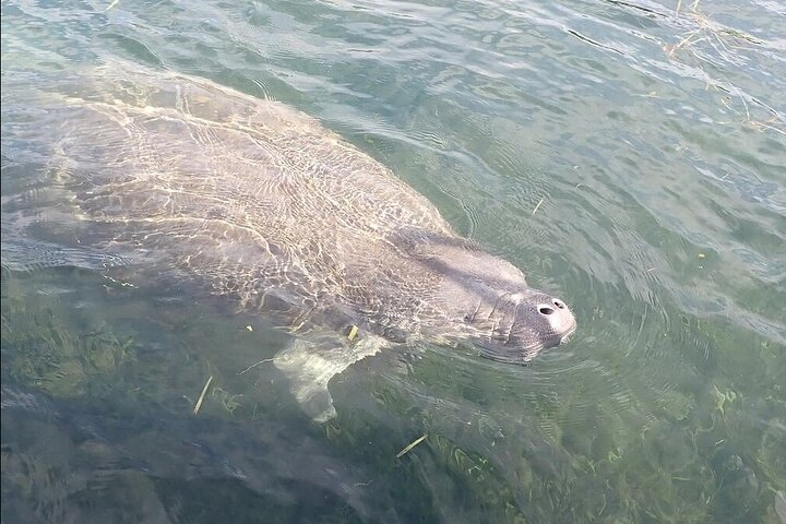 Manatee Viewing Cruise Harga Promo Terbaru 2023