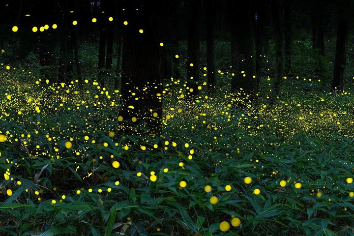 Sekinchan Paddy Field, Fishing Village & Kuala Selangor Fireflies Tour ...