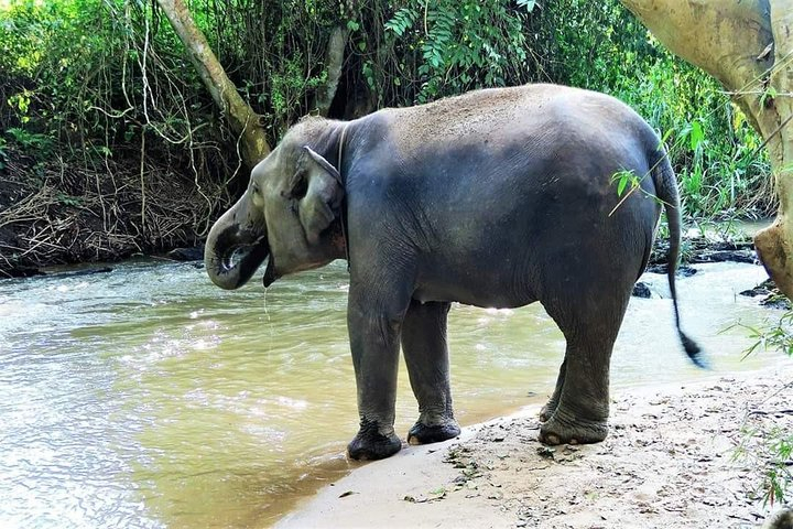 One day Elephant Experience In Chiang Mai, By Chiang Mai Elephant Home ...